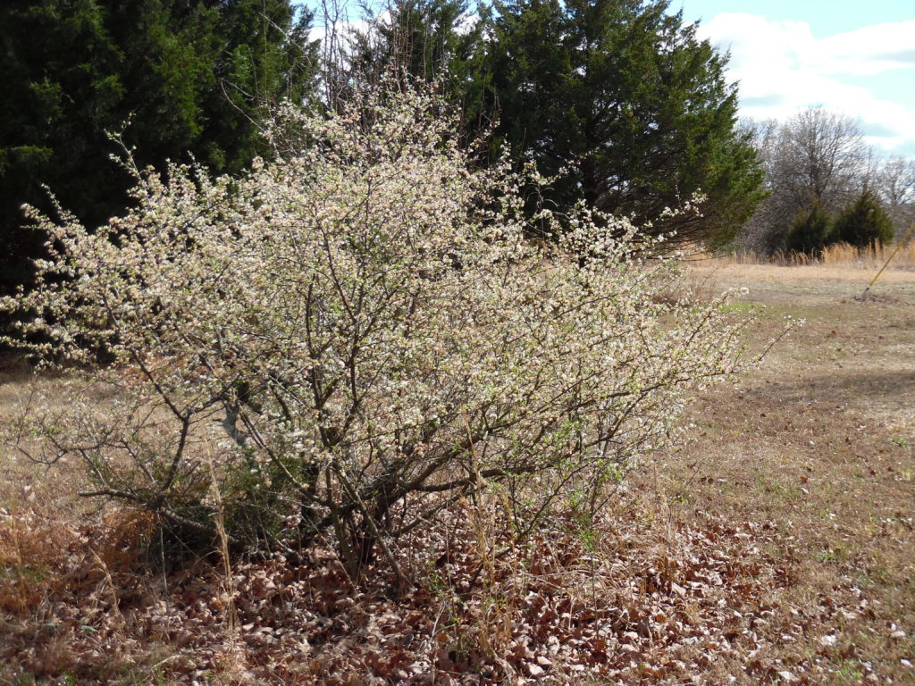 Oklahoma nature celebrates Spring – The TCC Connection