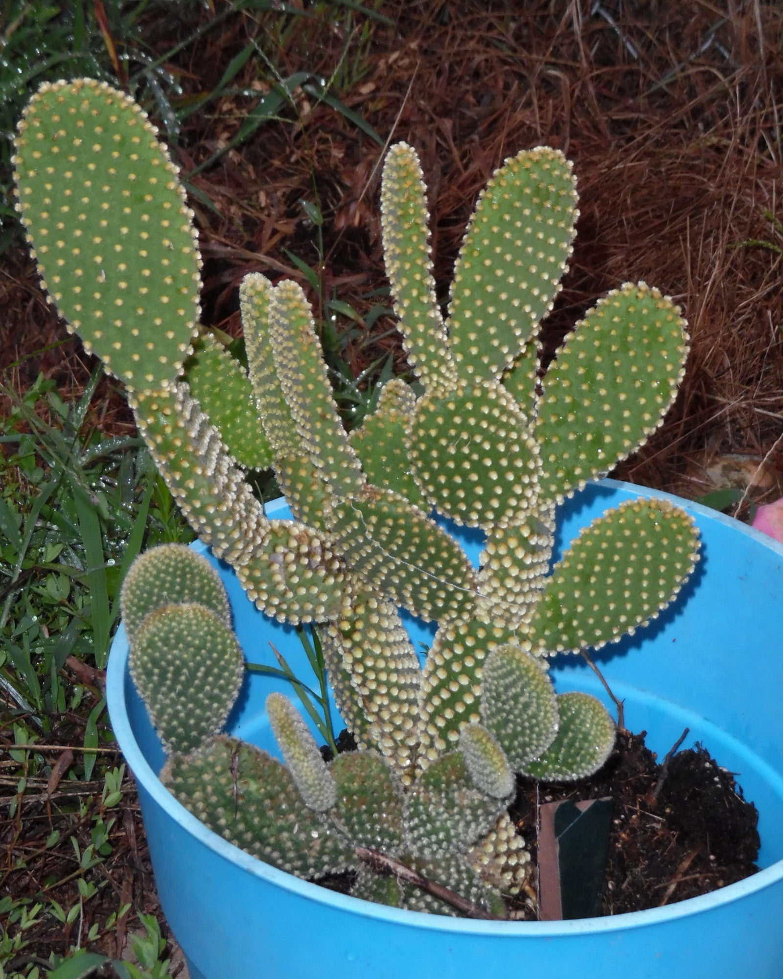 Photo Essay: Cacti are survivors in tough Oklahoma climate – The TCC ...