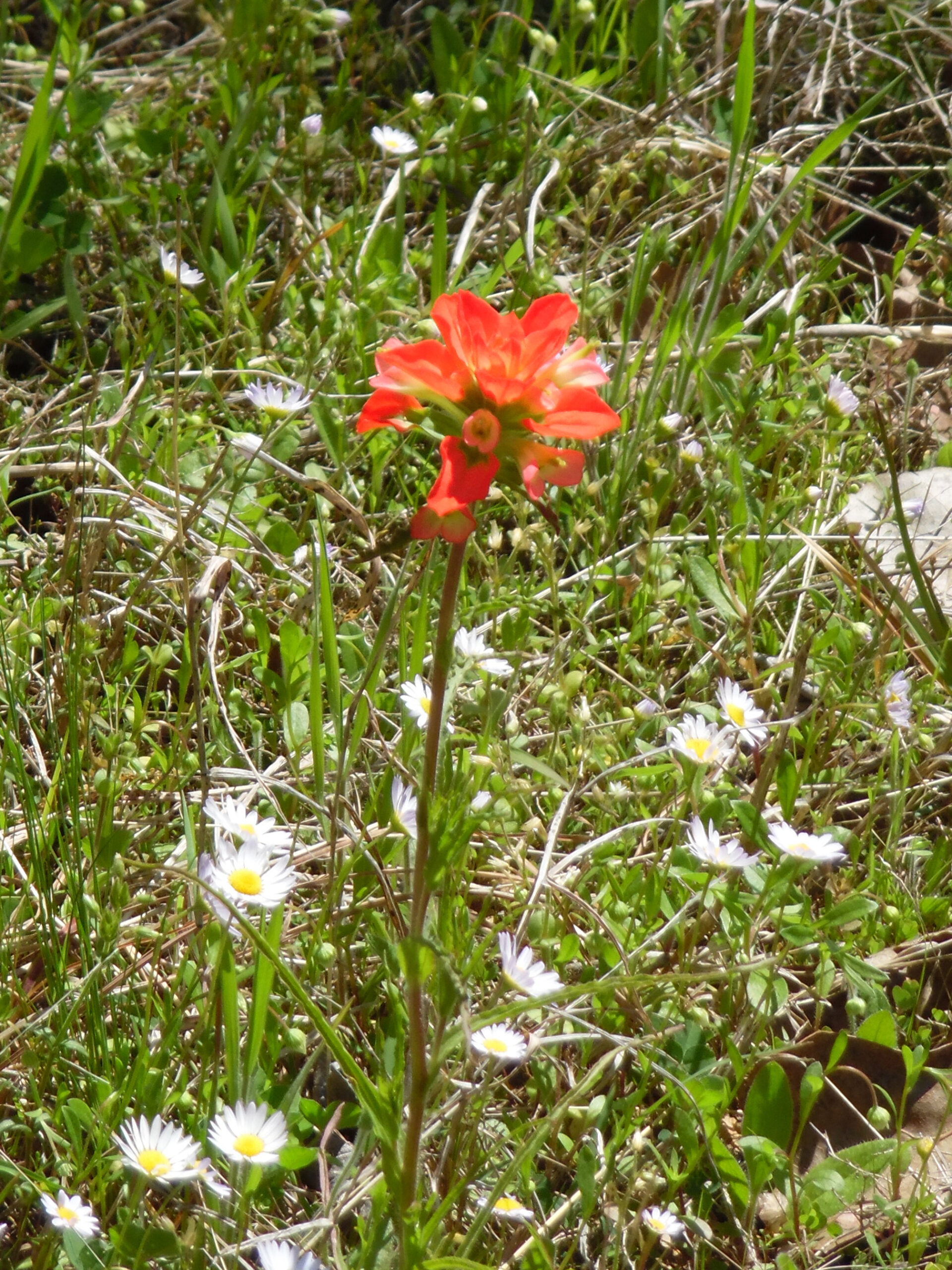 Wild flowers of extraordinary beauty decorate Oklahoma over summer ...